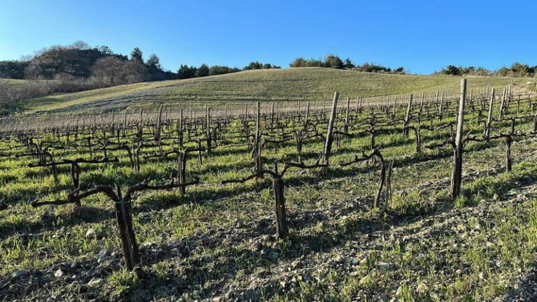 Walk through the vineyard with tasting - Learning about organic viticulture