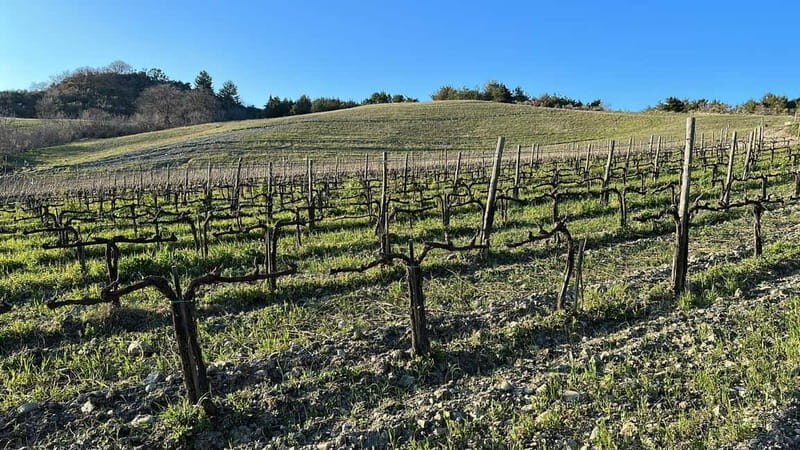 Walk through the vineyard with tasting - Learning about organic viticulture