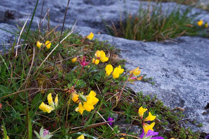 Walking in the Burren with perfumery visit. Clare. Guided 3 hours - Key Points