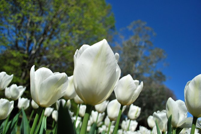 Walking tour with a private tour guide in the botanical gardens of Villa Taranto - Key Points