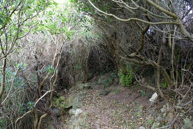 Walking Trails of Terceira - Authentic Reviews and This Tour’s Highlights