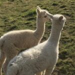 Walking with Alpacas - Why This Tour Works