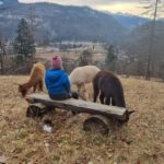 Walking with alpacas - Domaija Loncnar - Bohinj - Why Choose This Tour?