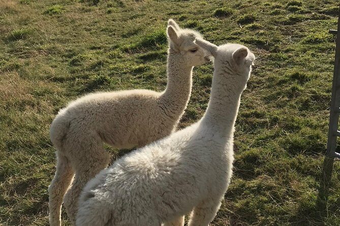 Walking with Alpacas - Why This Tour Works