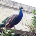 Walled City of Évoras Highlights & Traditions Tour - Who Would Love This Tour?