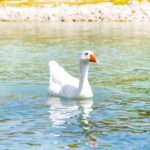 West Crete from Heraklion: Chania, Lake Kournas & Rethymno - Lake Kournas: Crete’s Only Natural Freshwater Lake