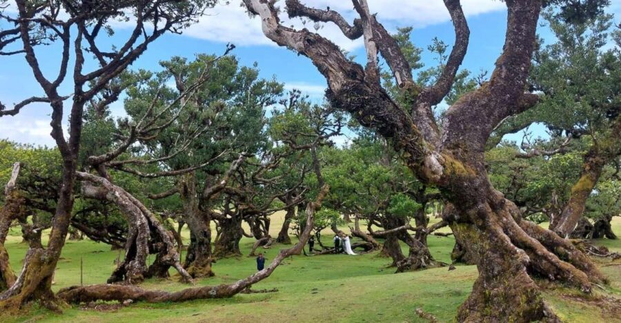 West Madeira:, Laurel Forest, Waterfall, Rock Pools, Walk - What We Love About This Tour
