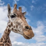 West Midlands Safari Park: Day Admission Ticket - A Close Look at the Experience