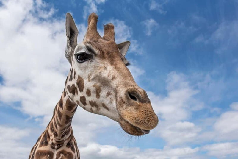 West Midlands Safari Park: Day Admission Ticket - A Close Look at the Experience