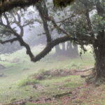 West of Madeira: Guided Tour with Fanal Forest - Transport & Group Size