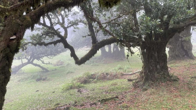 West of Madeira: Guided Tour with Fanal Forest - Transport & Group Size