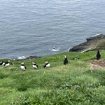 Westman islands Private tour - The Practical Aspects: Value, Comfort, and Flexibility