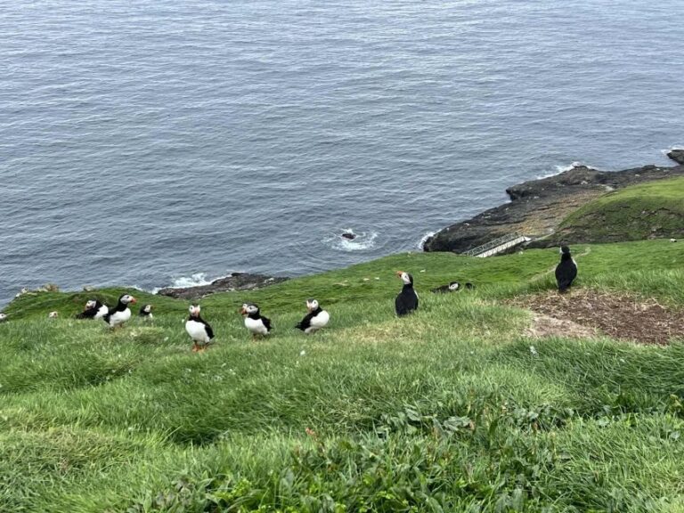 Westman islands Private tour - The Practical Aspects: Value, Comfort, and Flexibility