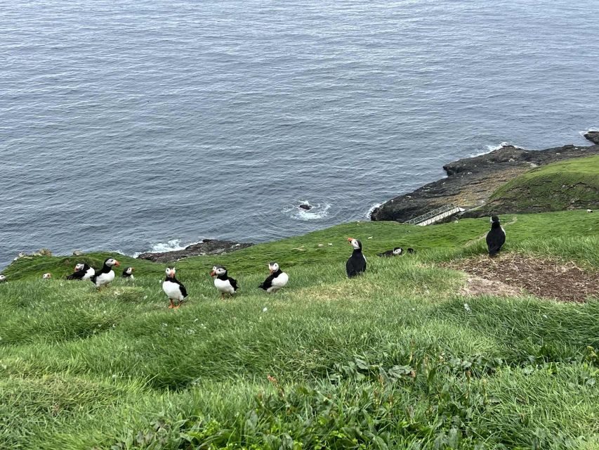 Westman islands Private tour - The Practical Aspects: Value, Comfort, and Flexibility