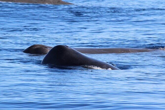 Whale and Dolphin Watching in Terceira Island - Who Is This Tour Best For?
