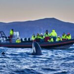 Whale safari with Puffins and Muffins (Andøy, Vesterålen) - The Sum Up: Is This Tour Worth It?