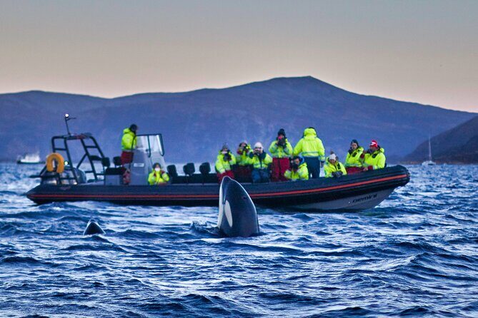 Whale safari with Puffins and Muffins (Andøy, Vesterålen) - The Sum Up: Is This Tour Worth It?