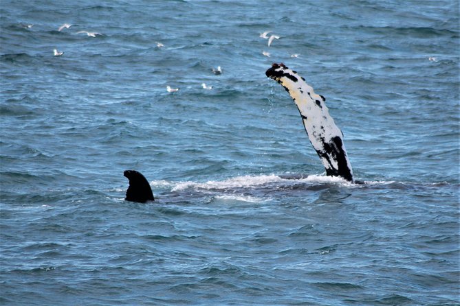 Whale Watching and Northern Lights Half-Day Combo Tour - Whale Watching and Northern Lights Half-Day Combo Tour: An In-Depth Look