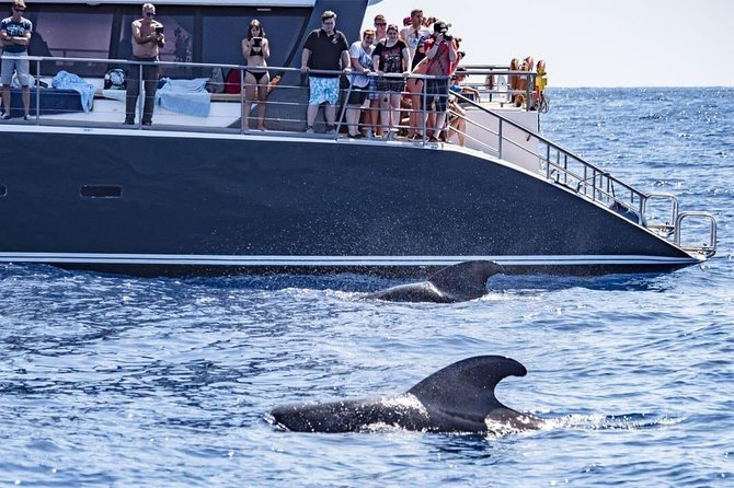 Whale Watching Catamaran in Costa Adeje (Including drinks & Sandwich) - Introduction