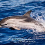 Whale watching, dolphins, and whales departing from Bandol - What to Expect: A Detailed Breakdown