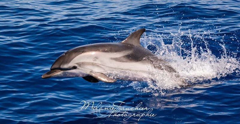 Whale watching, dolphins, and whales departing from Bandol - What to Expect: A Detailed Breakdown