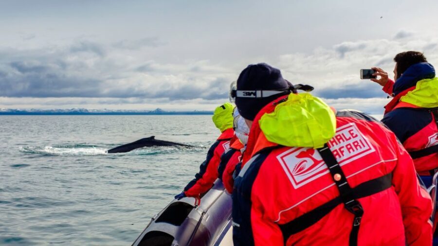 Whale Watching in Reykjavik by Speedboat - The Sum Up: Who Will Love This Tour?