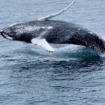 Whale Wonders Morning Expedition from Reykjavík - FAQs
