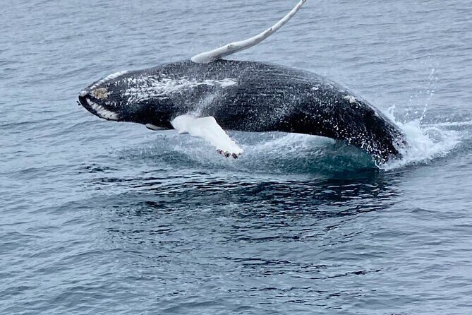 Whale Wonders Morning Expedition from Reykjavík - FAQs