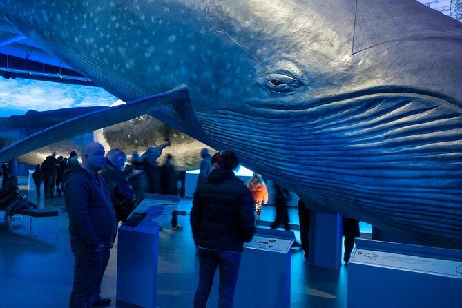 Whales of Iceland from Land and Sea - Final Thoughts: Is This Tour Right for You?