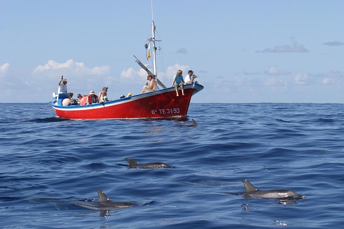 Whalewatching La Gomera - Key Points