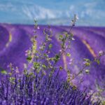 Wild Alps, Verdon Canyon, Moustiers village, Lavender fields - Lavender Fields: Scented Beauty (June-July)