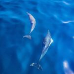 Wild Atlantic Way: Wildlife Eco Cruise - Key Points