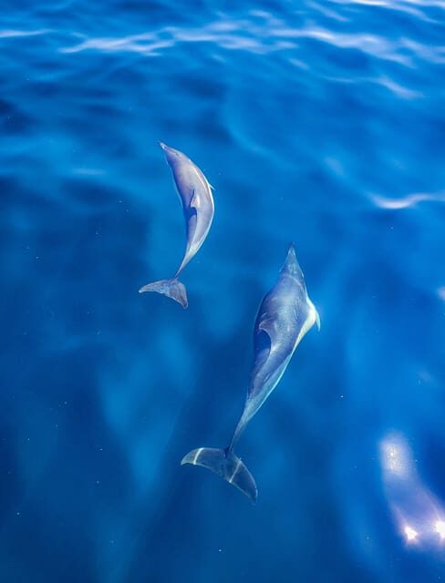 Wild Atlantic Way: Wildlife Eco Cruise - Key Points