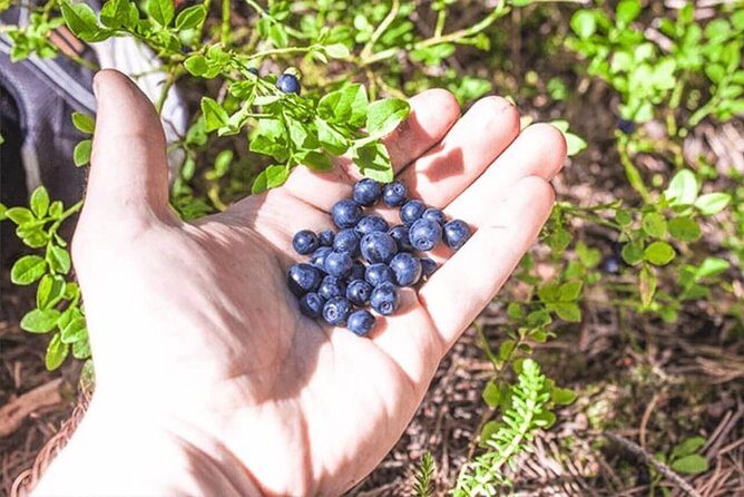 Wild Berries and Mushroom picking tour - Discovering the Wilds of Lapland’s Forests