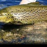 Wild Brown Trout fishing. Lough Corrib. French speaking Ghillie/Guide. Full day. - The Authenticity of a Wild Irish Lake