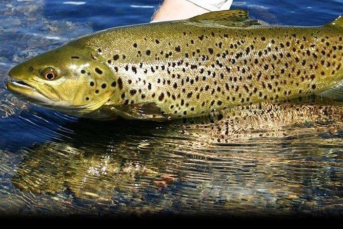 Wild Brown Trout fishing. Lough Corrib. French speaking Ghillie/Guide. Full day. - The Authenticity of a Wild Irish Lake