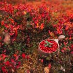 Wild Food & Foraging Hike with Open Fire Lunch - A Deep Dive Into the Wild Food & Foraging Experience
