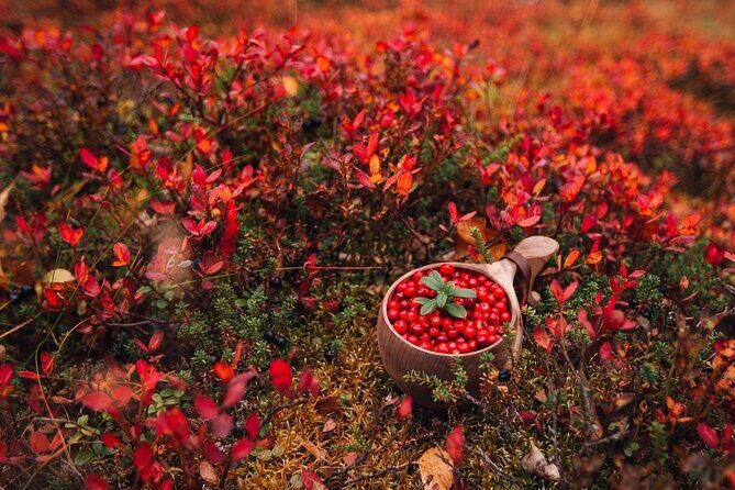 Wild Food & Foraging Hike with Open Fire Lunch - A Deep Dive Into the Wild Food & Foraging Experience