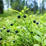 Wild Forest Berries and Mushrooms Picking Tour - Tasting and Sharing in Lapland’s Flavors