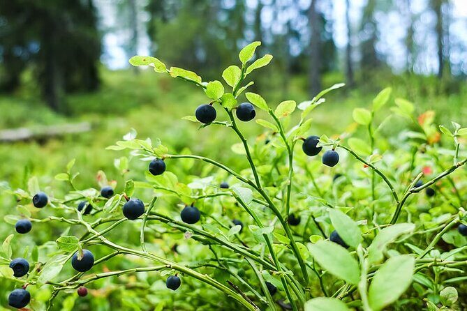 Wild Forest Berries and Mushrooms Picking Tour - Tasting and Sharing in Lapland’s Flavors