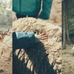Wild Forest Reserve Foundation - Caregiver for a day - Detailed Breakdown of the Experience