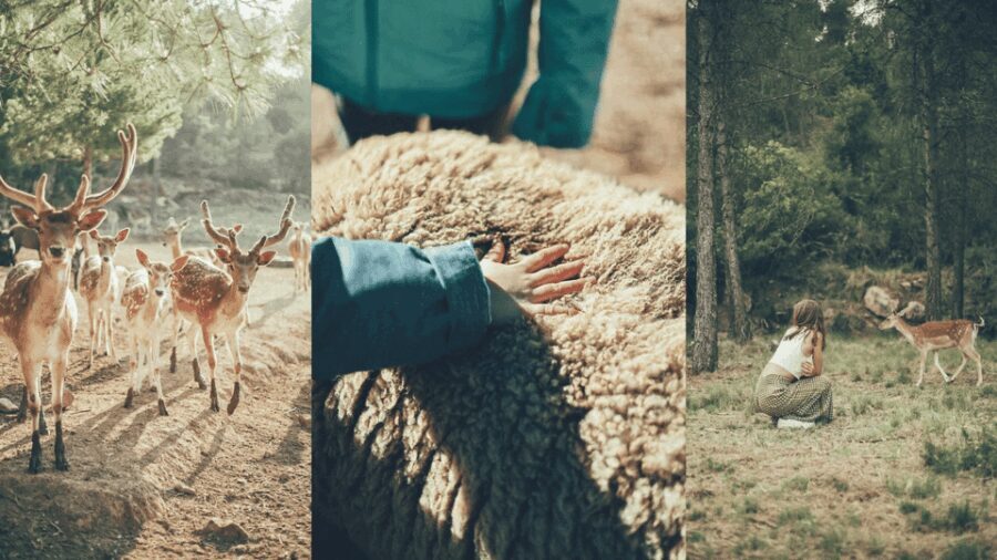 Wild Forest Reserve Foundation - Caregiver for a day - Detailed Breakdown of the Experience