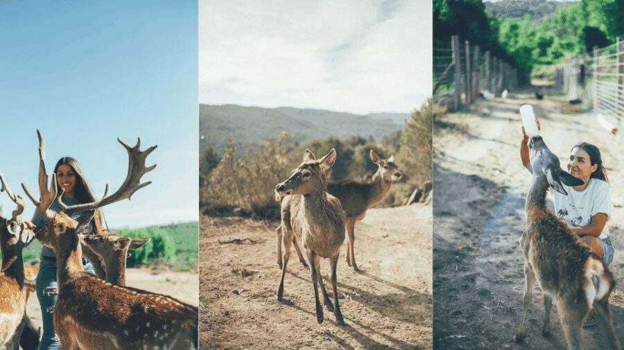 Wild Forest Reserve Foundation - Visit - FAQ