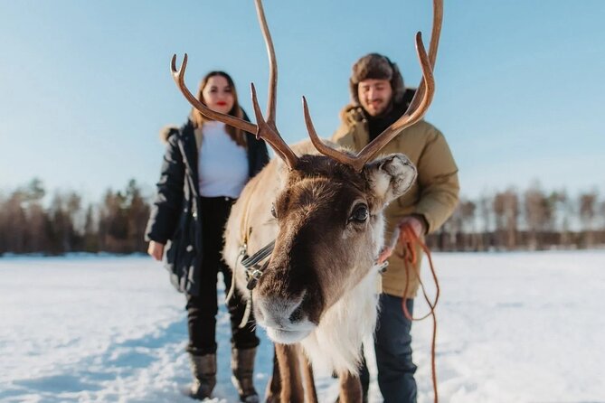 Wild Reindeers Safari + Lunch in Glass Igloo (private service) - Key Points