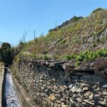 Wine and Dine Vineyard Walk in Sion - An In-Depth Look at the Tour