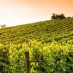 Wine Experience Colli Bolognesi - Afternoon tour - Why This Tour Offers Real Value