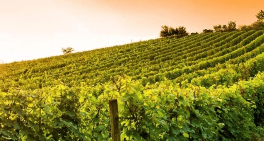 Wine Experience Colli Bolognesi - Afternoon tour - Why This Tour Offers Real Value