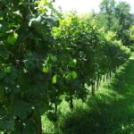 Wine is bottled poetry ,that's why I love Prosecco !! private Tour - Savoring the Prosecco Experience at Bellenda