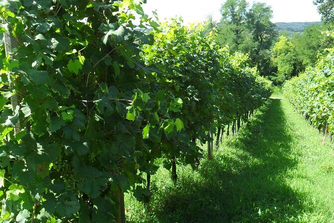 Wine is bottled poetry ,that's why I love Prosecco !! private Tour - Savoring the Prosecco Experience at Bellenda