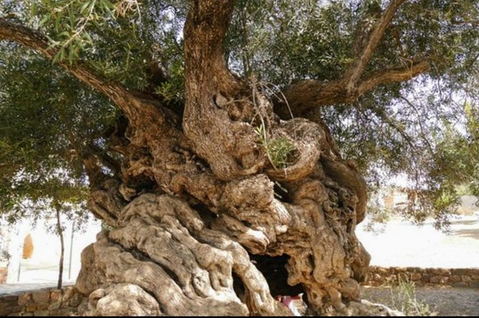 Wine & Olive Oil tasting one day private tour in Crete - Key Points